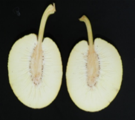 PROCESS • The Breadfruit People